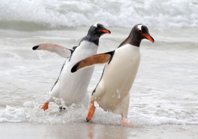 Dancing penguins (gentoos), Falklands - f4 Inspirational Images